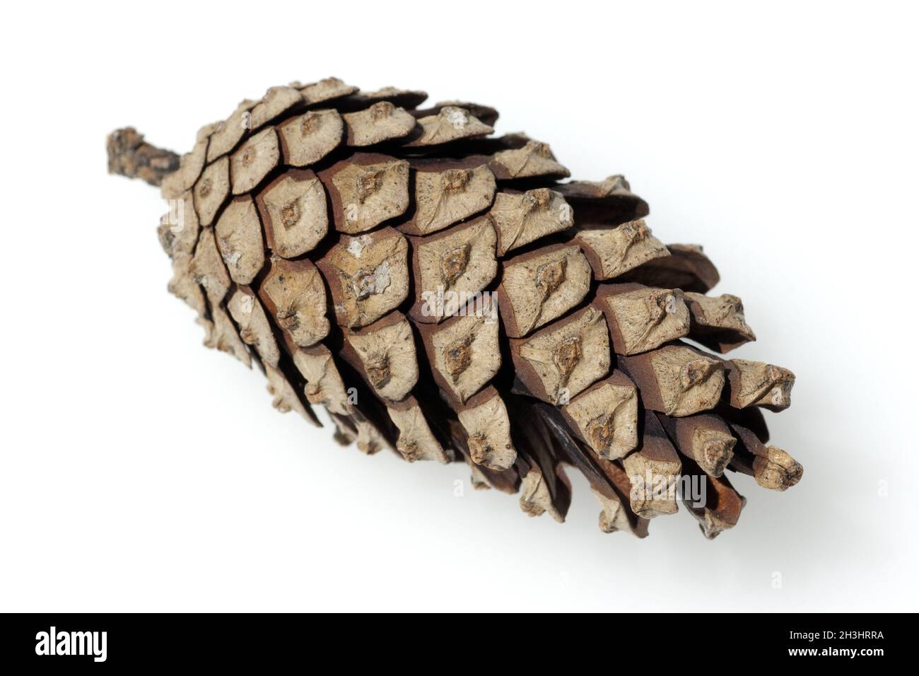 Pinus sylvestris cone Cut Out Stock Images & Pictures - Alamy