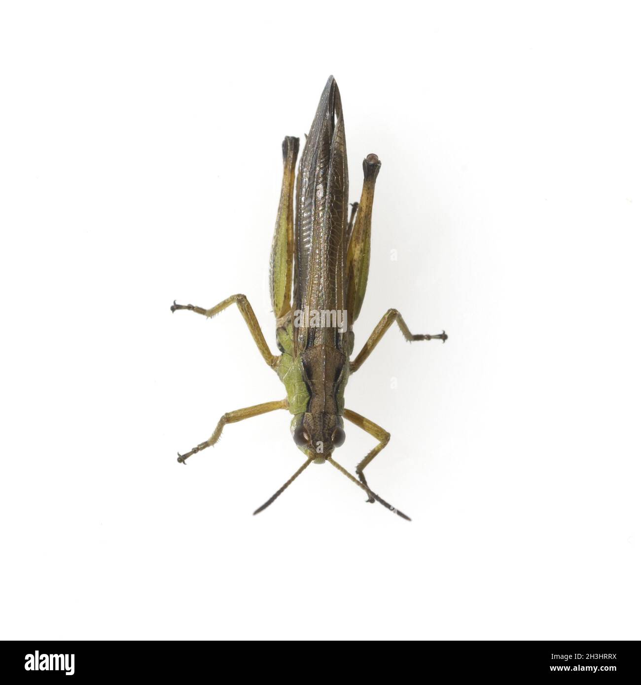 Locusts insect Cut Out Stock Images & Pictures - Alamy