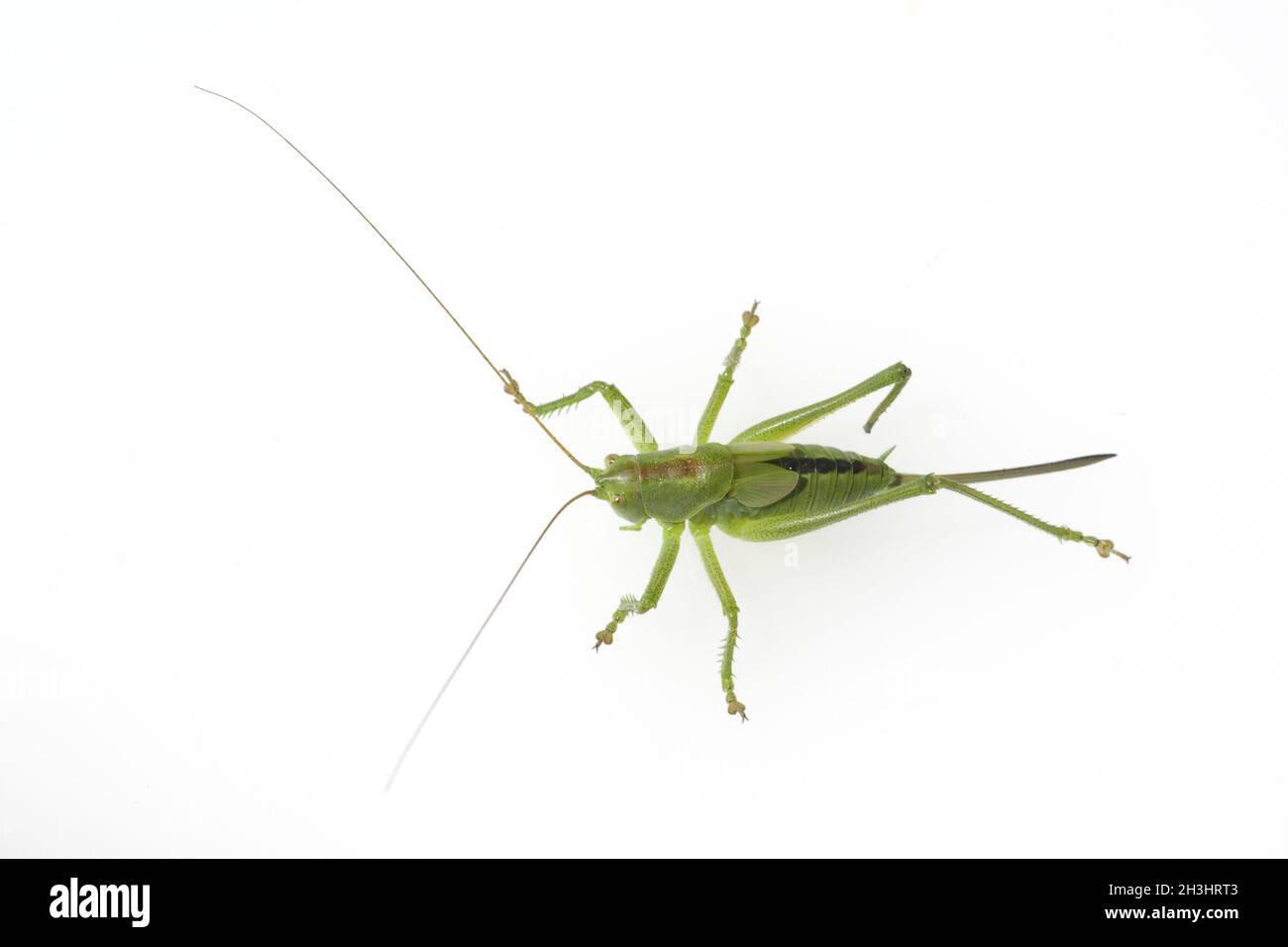 Short-winged sword-cricket; Conocephalus, dorsalis Stock Photo - Alamy