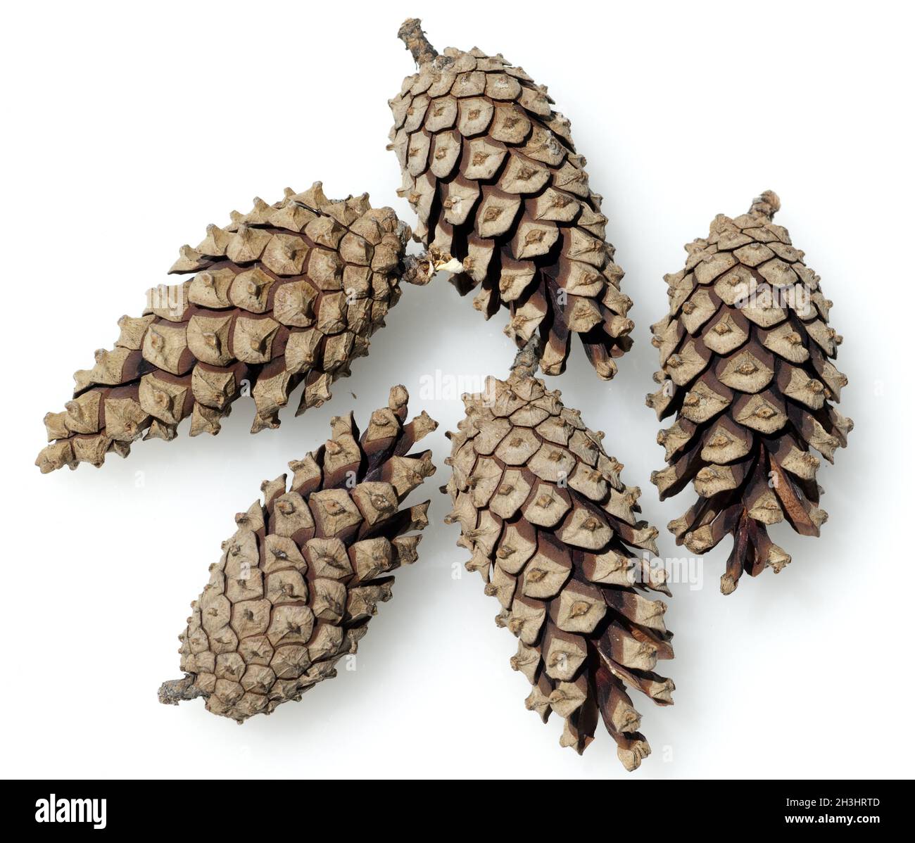 Pinus sylvestris cone Cut Out Stock Images & Pictures - Alamy