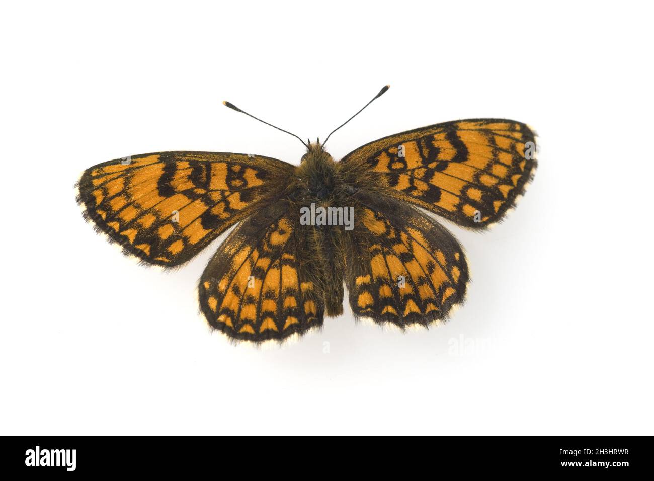 Black fritillary Cut Out Stock Images & Pictures - Alamy