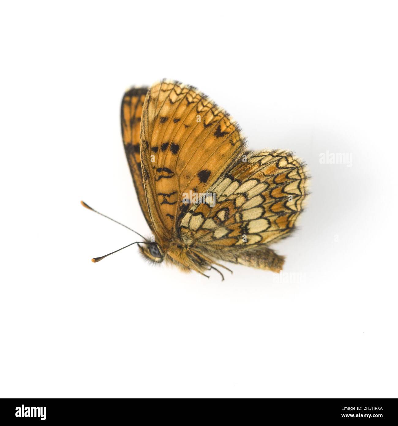 Small, fritillary butterfly Stock Photo - Alamy