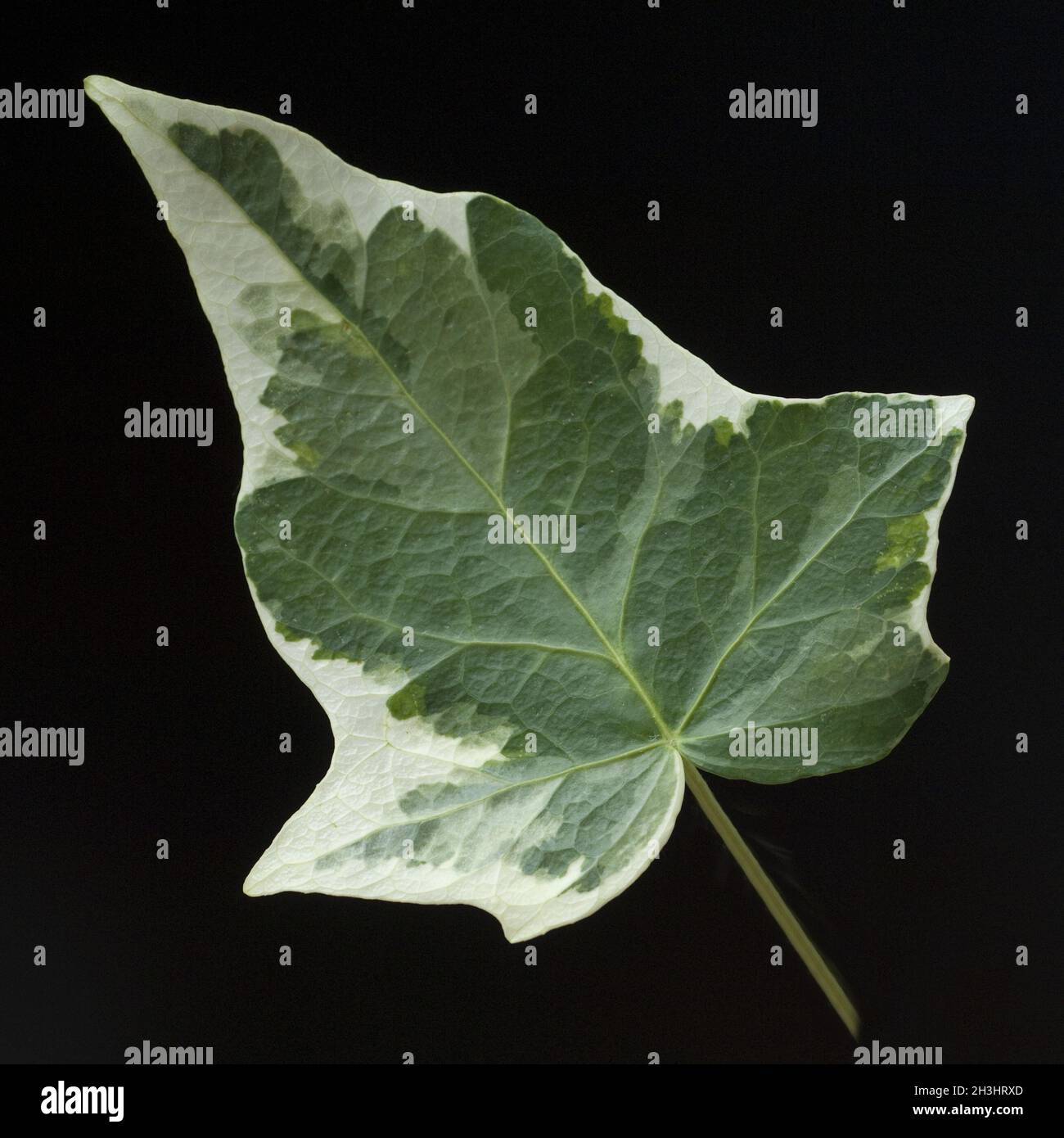 Ivy; Hedera, helix; leaf Stock Photo - Alamy