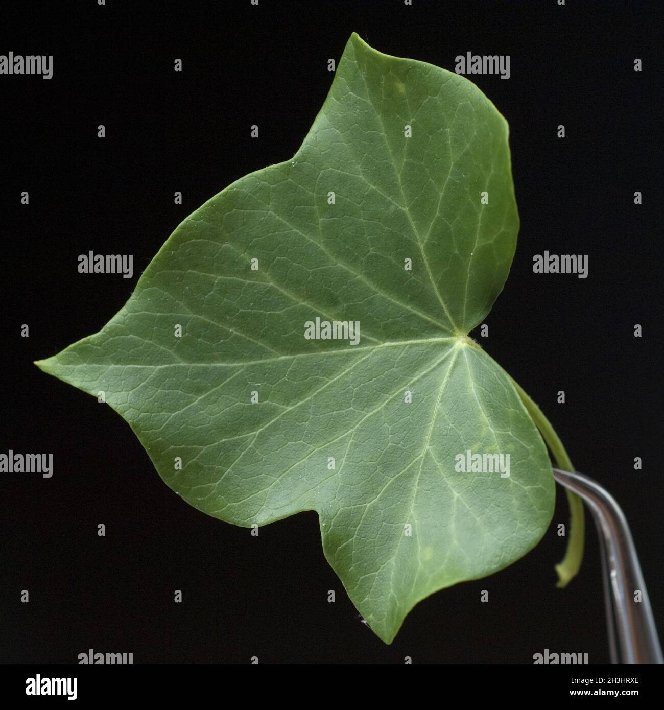 Ivy; Hedera, helix; leaf Stock Photo - Alamy