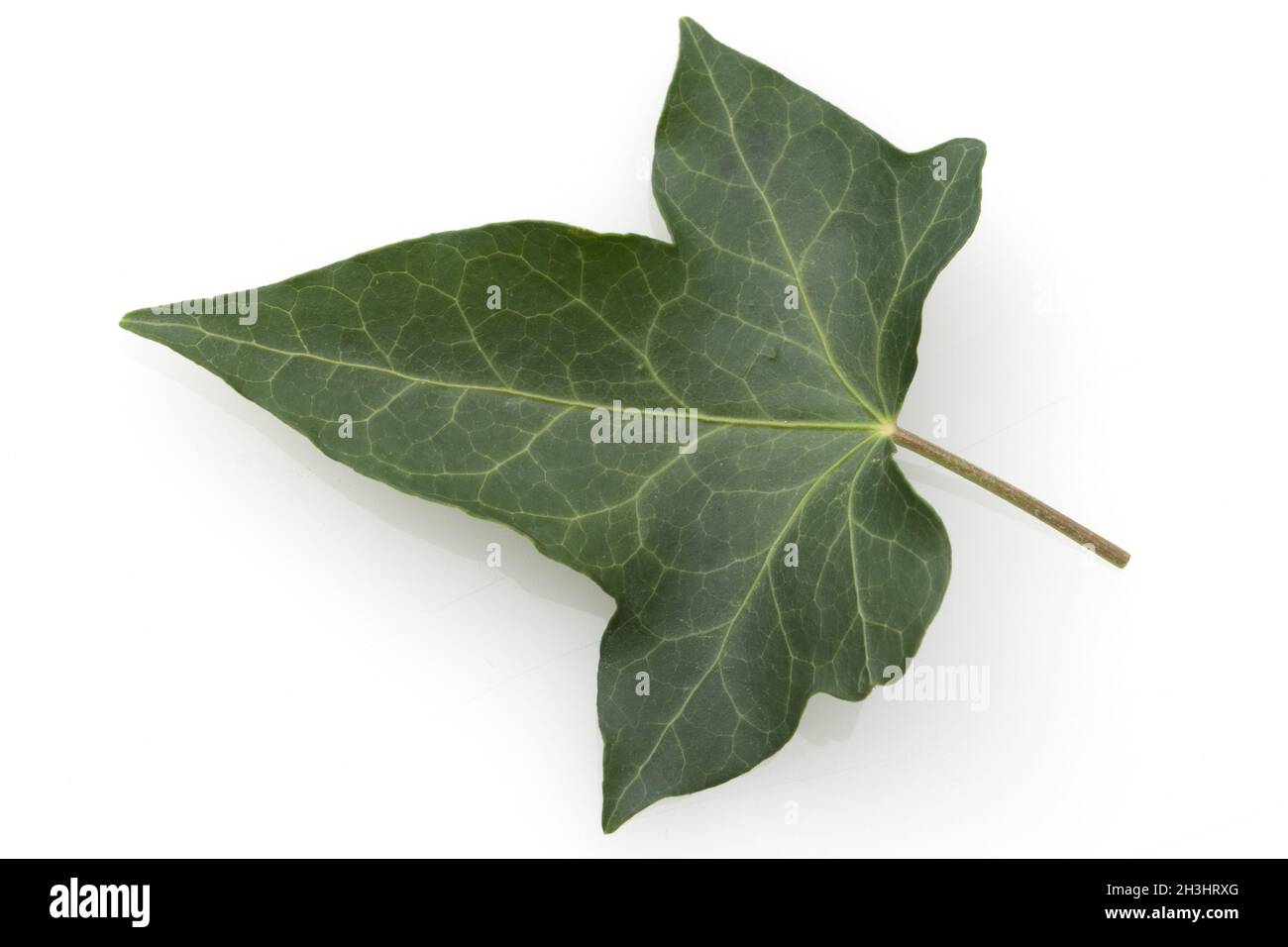 Ivy; Hedera, helix; leaf Stock Photo - Alamy