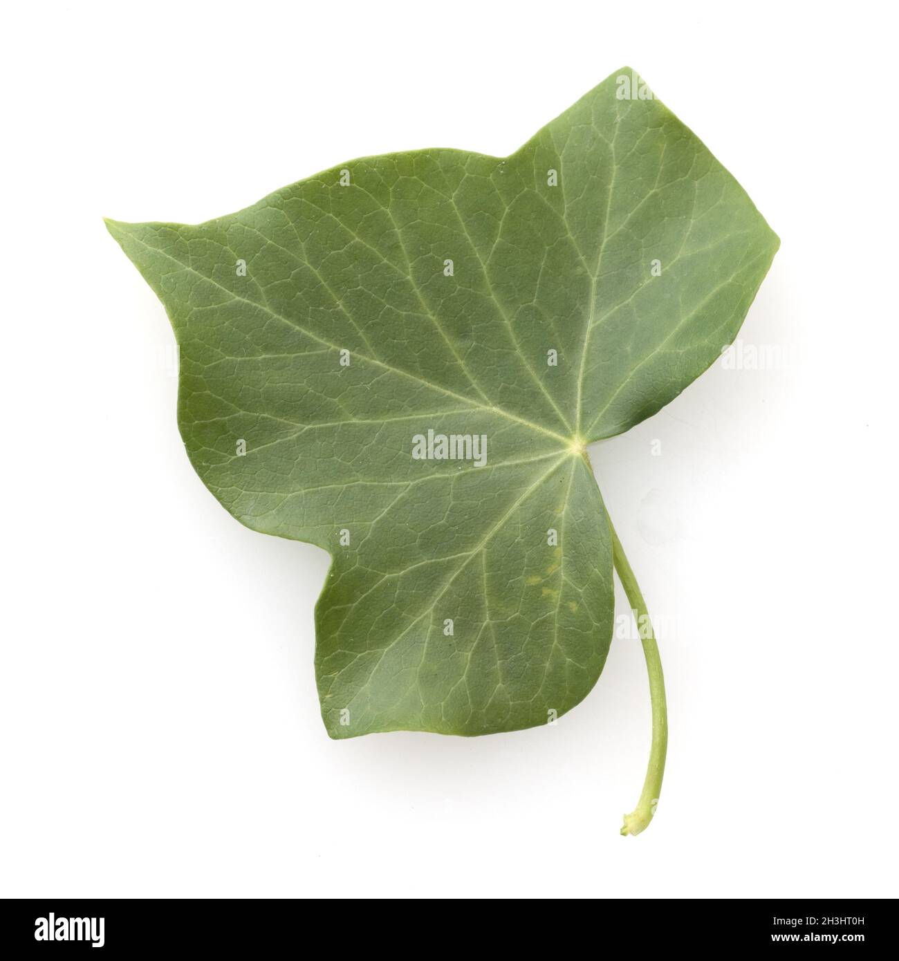 Ivy; Hedera, helix; leaf Stock Photo - Alamy
