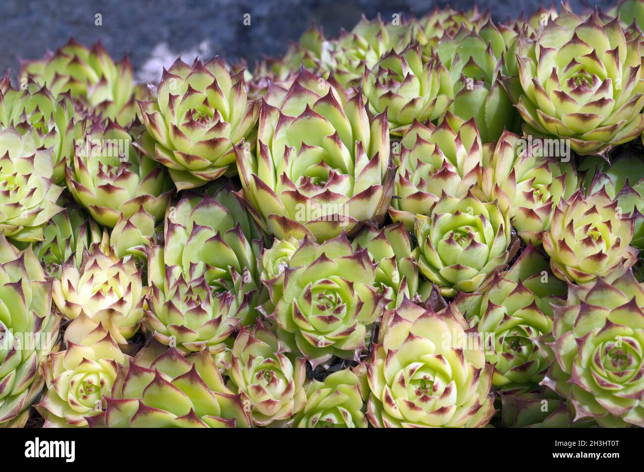 Houseleek; roofleek; Sempervivum, tectorum Stock Photo - Alamy