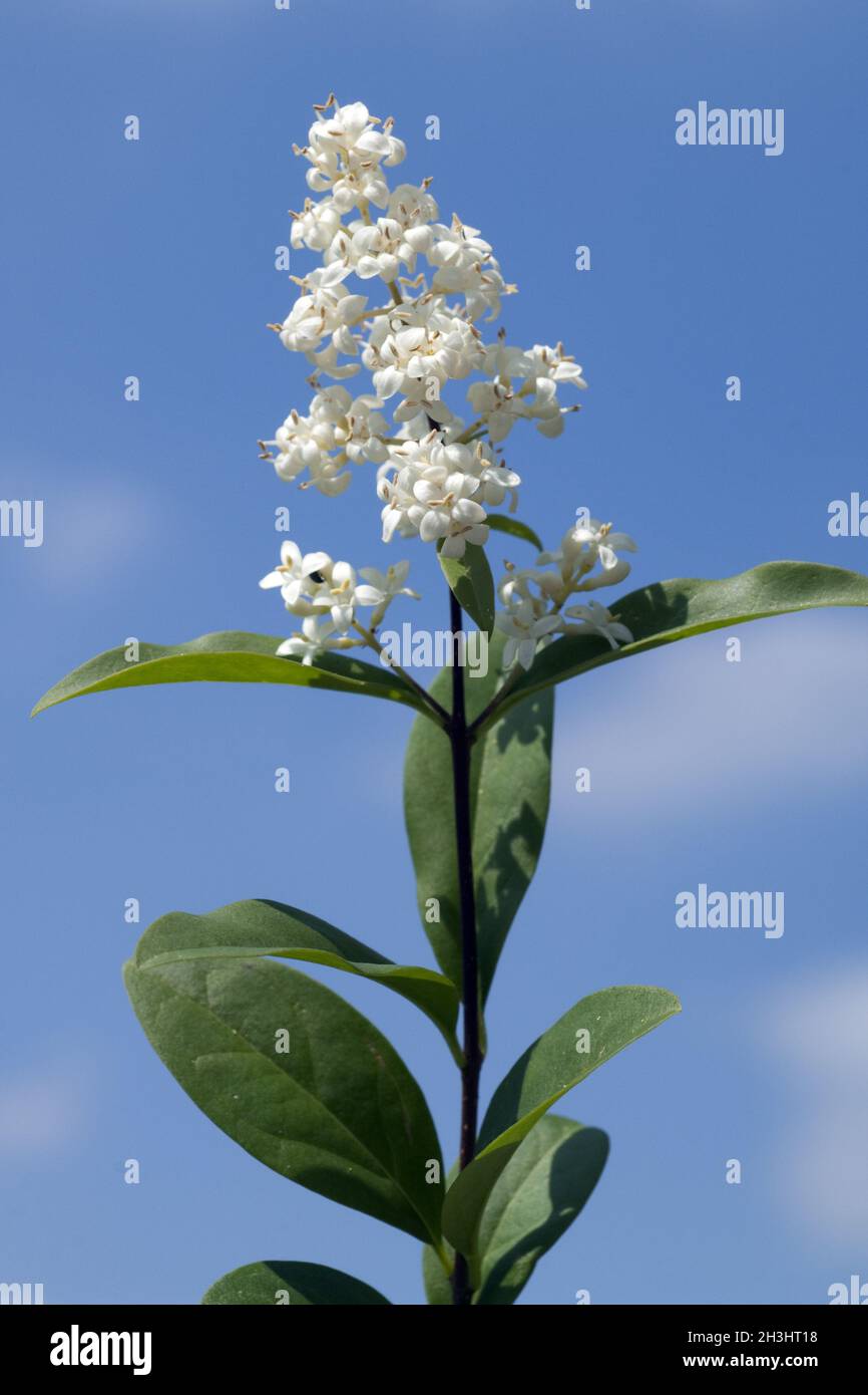 Privet flowers, bluets, privet; Ligustrum; vulgare Stock Photo - Alamy