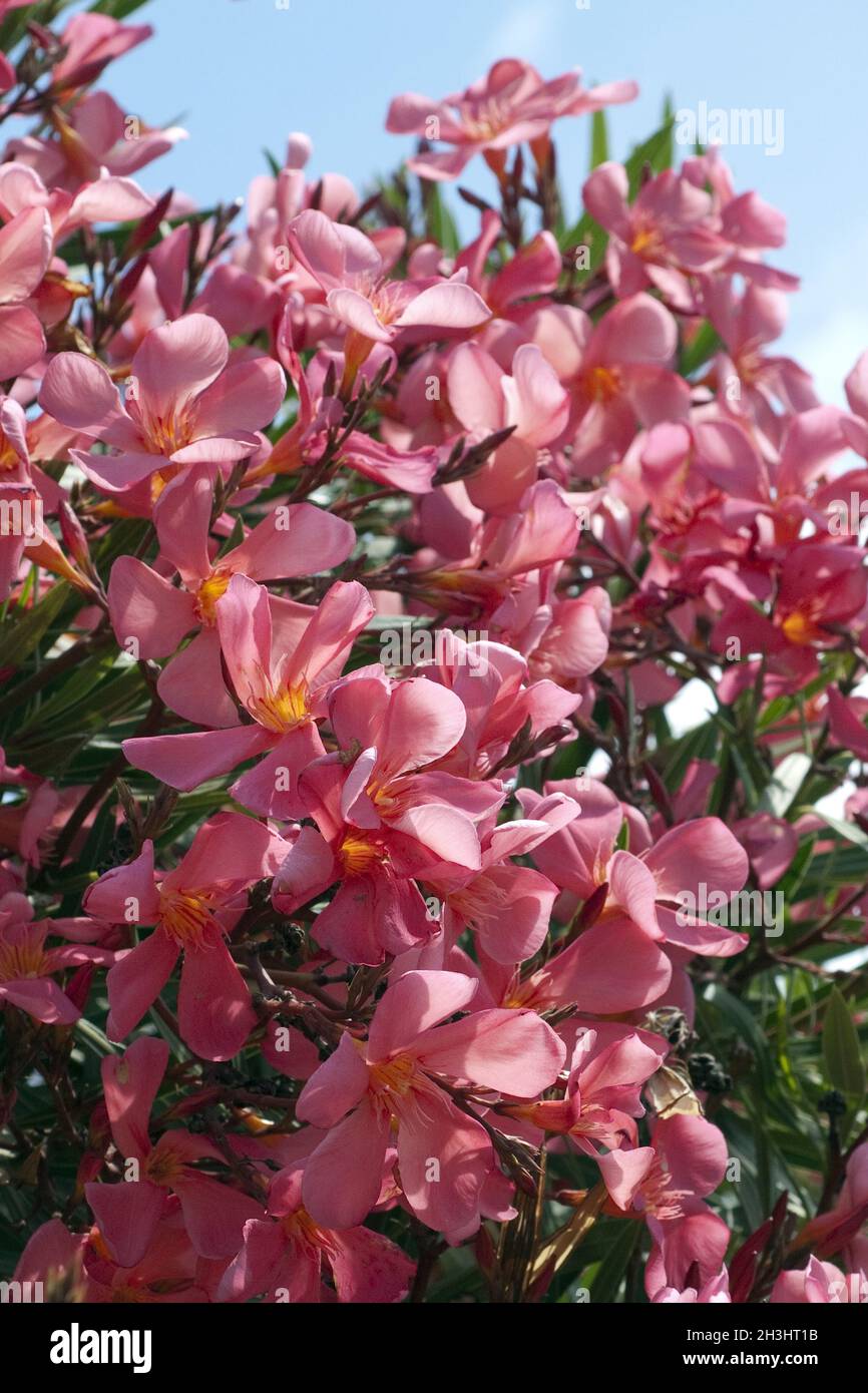 Oleander; Nerium; Oleander; Poisonous plant; Wild plants Stock Photo ...