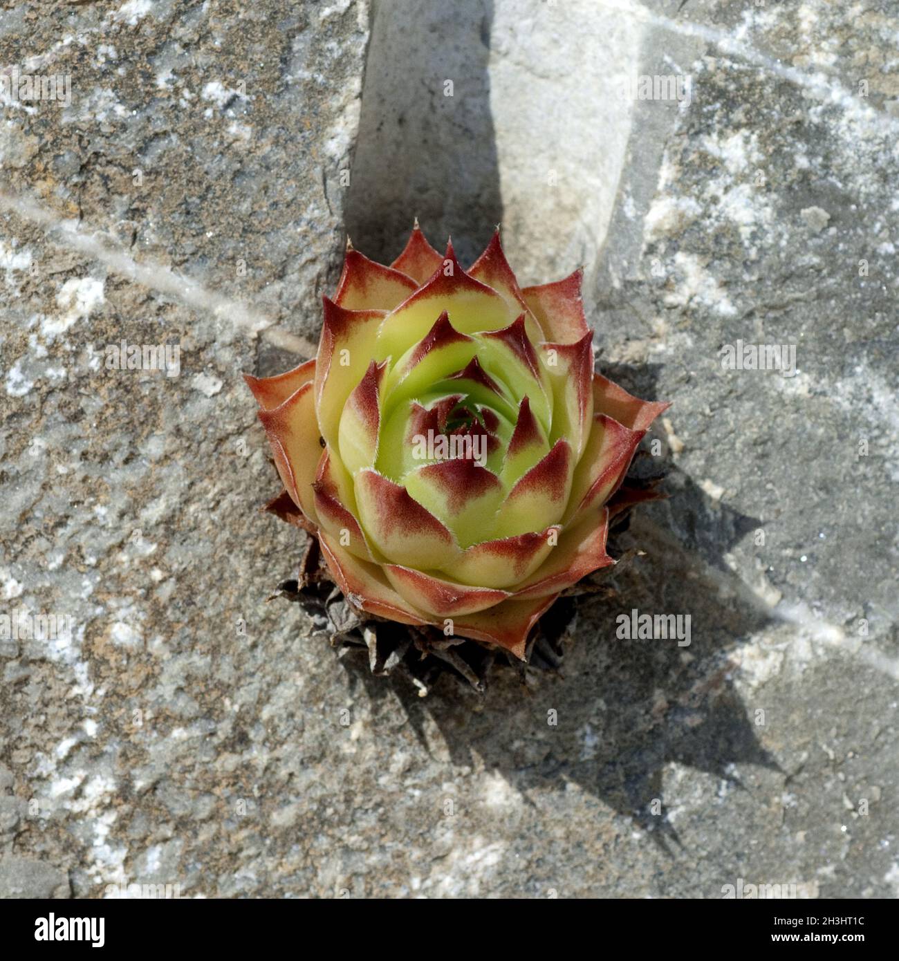 Houseleek; roofleek; Sempervivum, tectorum Stock Photo - Alamy