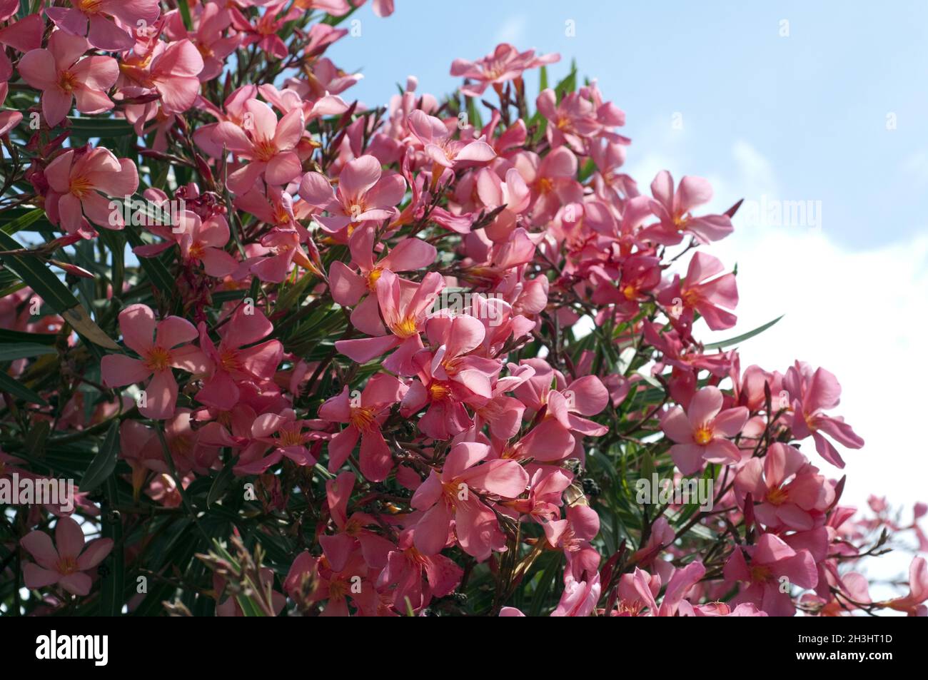 Oleander; Nerium; Oleander; Poisonous plant; Wild plants Stock Photo ...