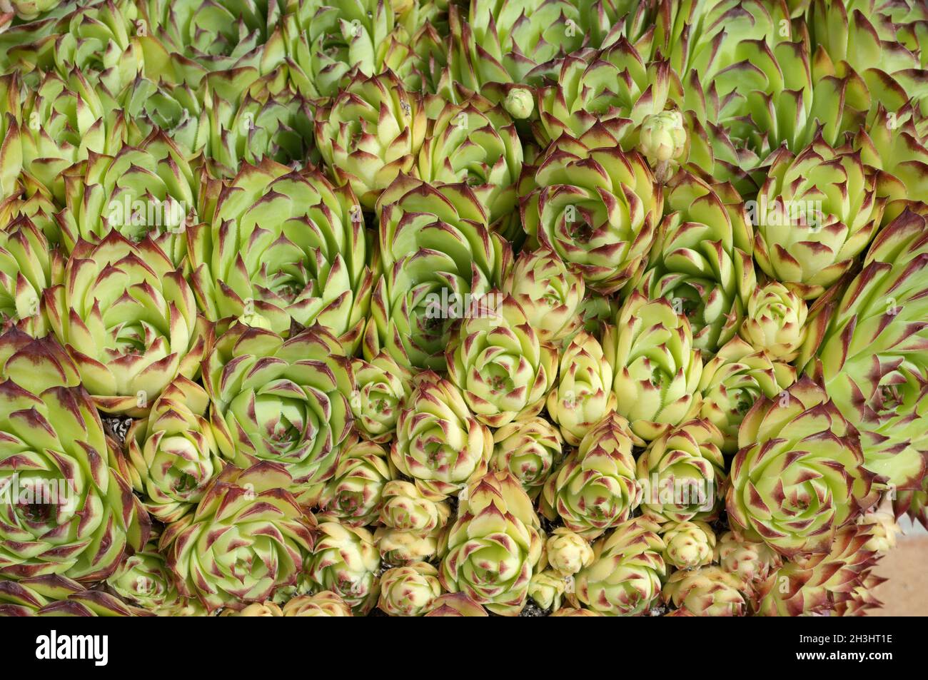 Houseleek; roofleek; Sempervivum, tectorum Stock Photo - Alamy