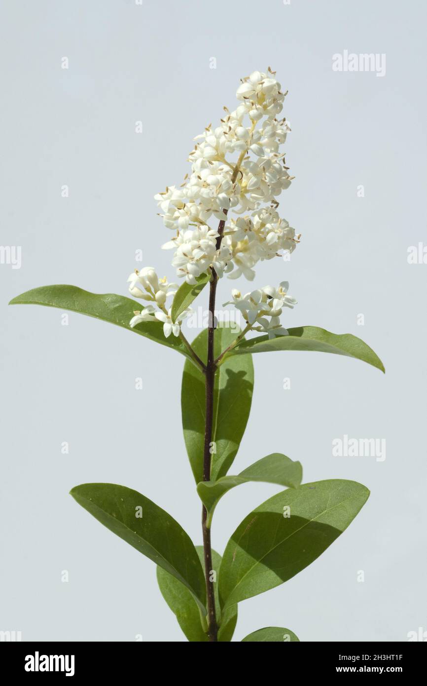 Privet flowers, bluets, privet; Ligustrum; vulgare Stock Photo - Alamy