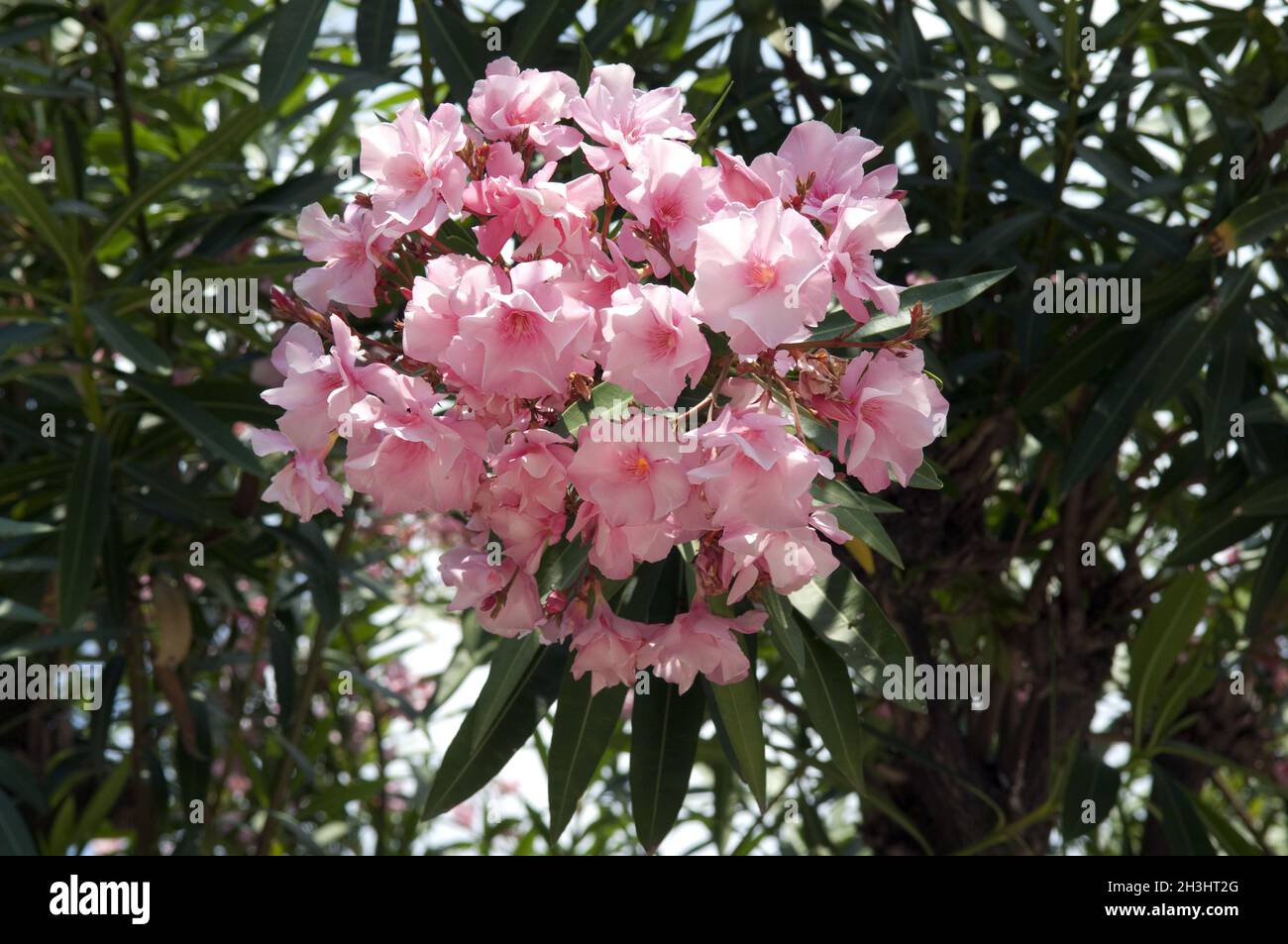 Oleander; Nerium; Oleander; Poisonous plant; Wild plants Stock Photo ...