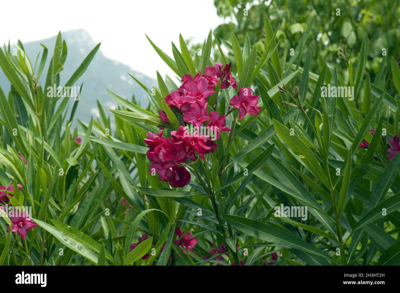 Oleander; Nerium; Oleander; Poisonous plant; Wild plants Stock Photo ...