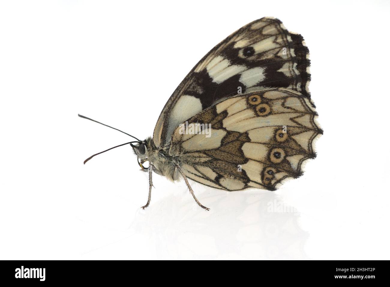 Checkerboard butterfly, lady board butterfly, melanargia, galathea ...