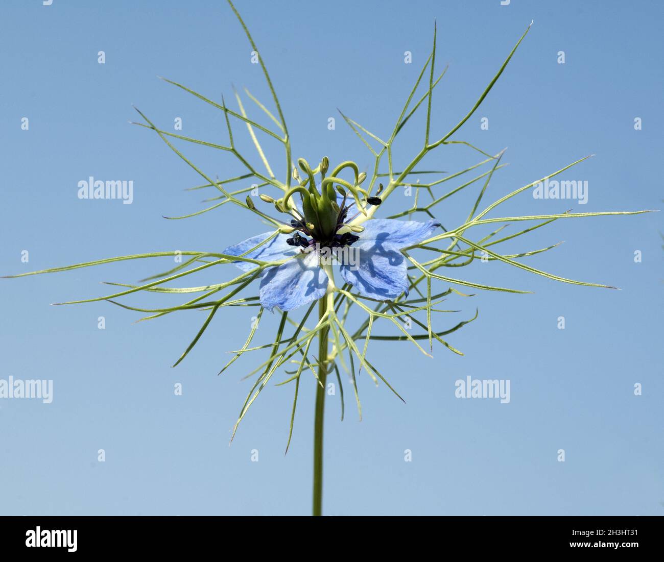Black seed; True; Nigella; sativa Stock Photo - Alamy