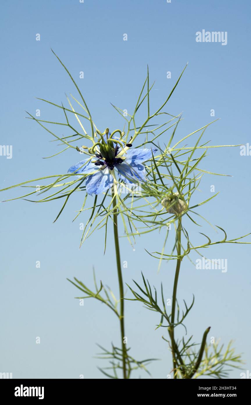 Black seed; True; Nigella; sativa Stock Photo - Alamy
