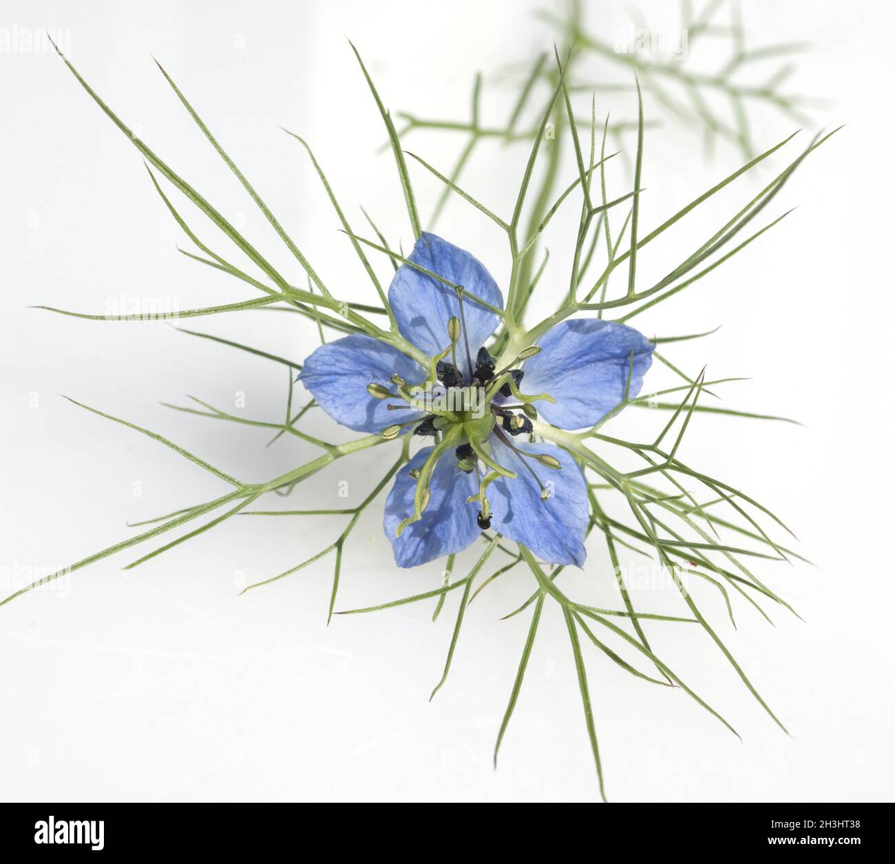 Black seed; True; Nigella; sativa Stock Photo - Alamy