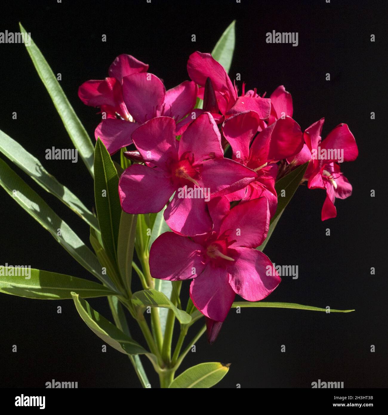 Oleander; Nerium; Oleander; Poisonous plant; Wild plants Stock Photo ...