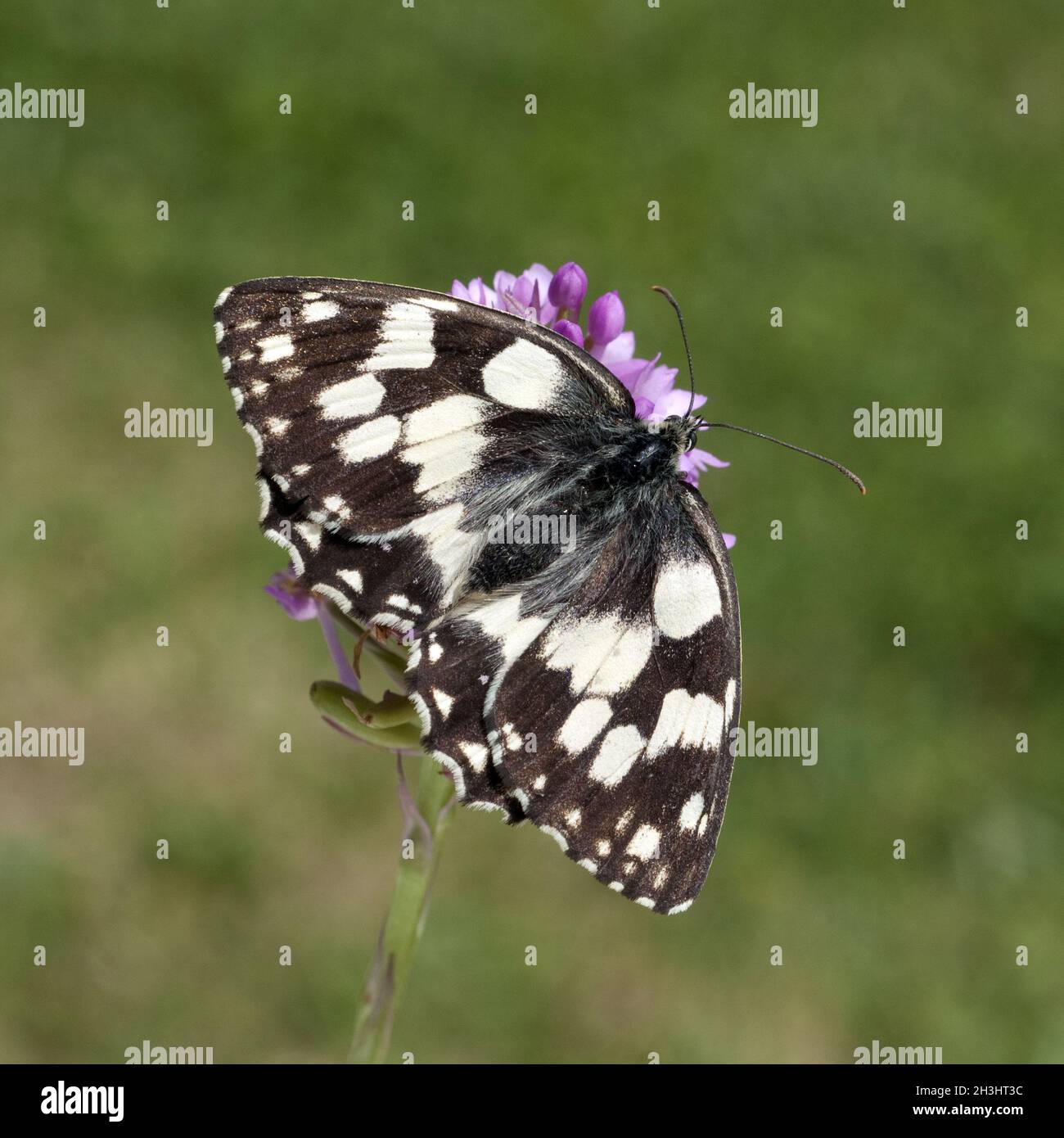 Checkerboard butterfly, lady board butterfly, melanargia, galathea ...