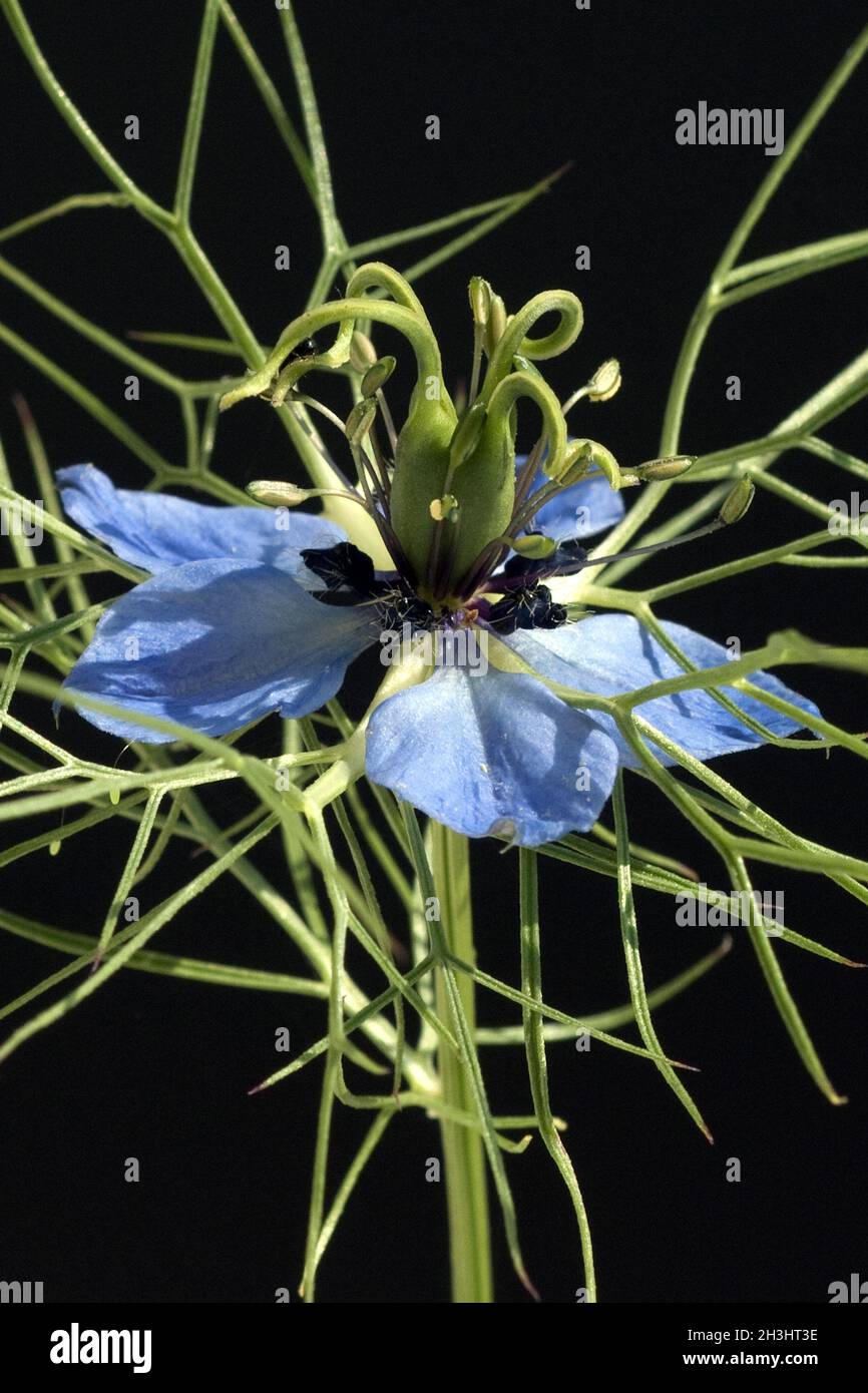 Black seed; True; Nigella; sativa Stock Photo - Alamy