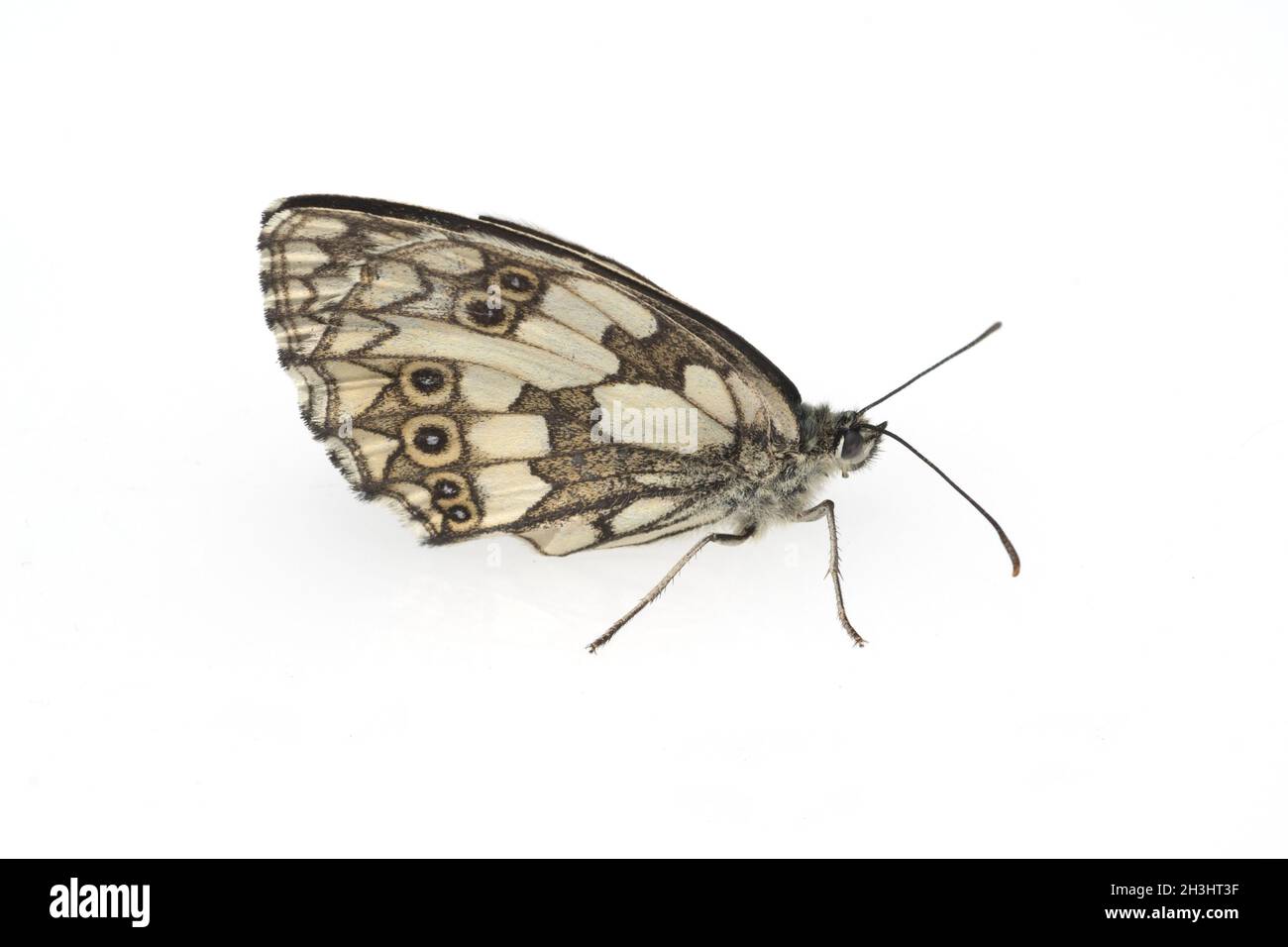 Checkerboard butterfly, lady board butterfly, melanargia, galathea ...