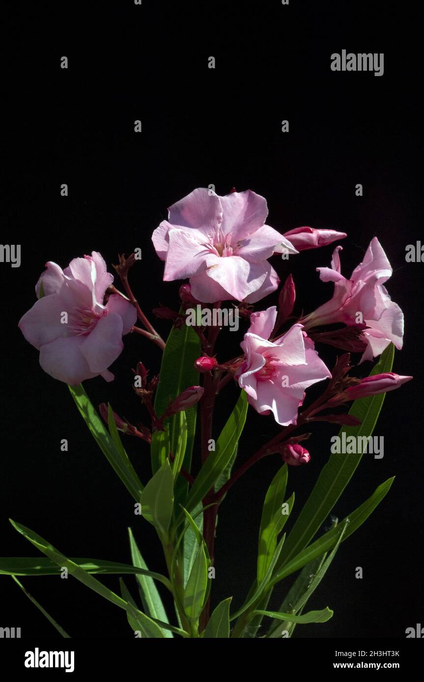 Oleander; Nerium; Oleander; Poisonous plant; Wild plants Stock Photo ...