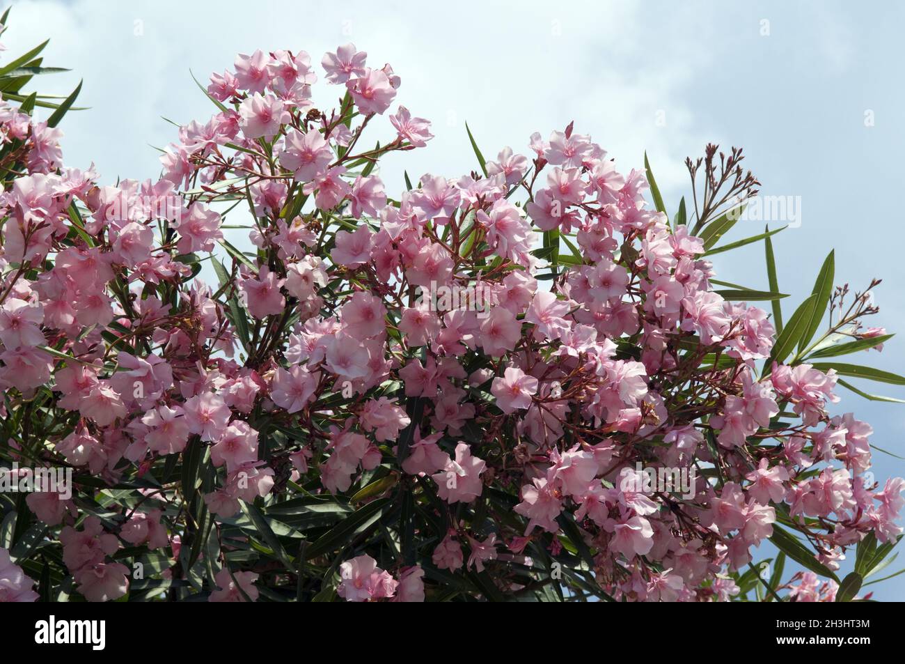 Oleander; Nerium; Oleander; Poisonous plant; Wild plants Stock Photo ...