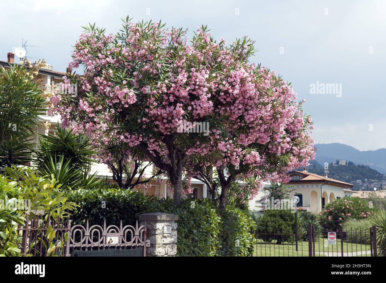 Oleander; Nerium; Oleander; Poisonous plant; Wild plants Stock Photo ...