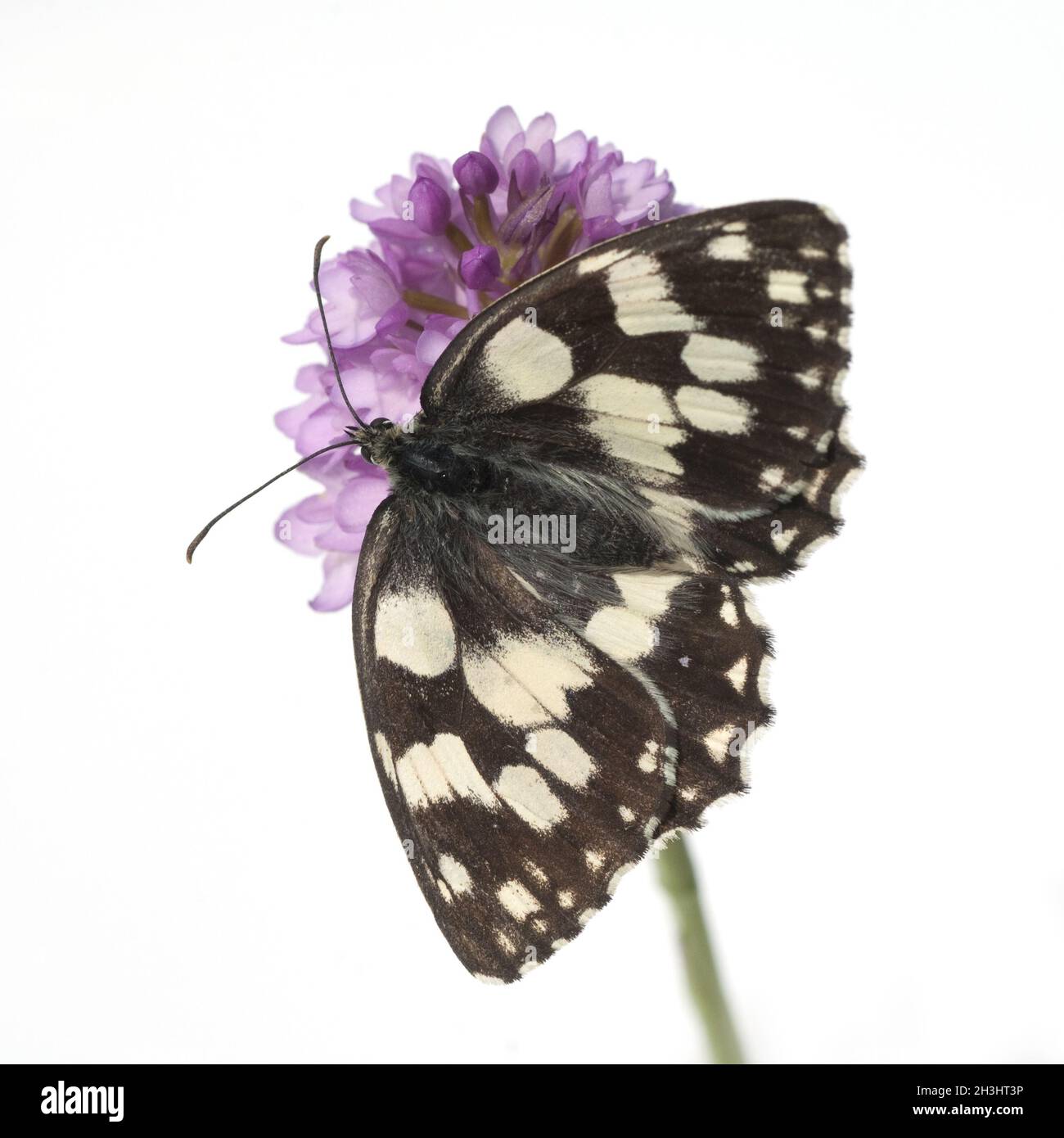 Checkerboard butterfly, lady board butterfly, melanargia, galathea ...