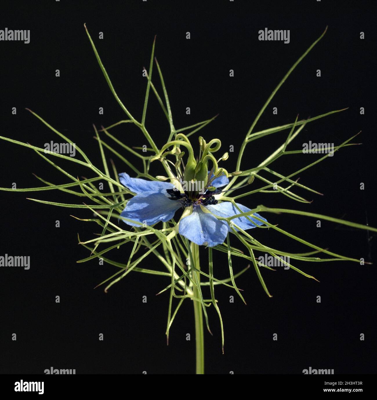 Black seed; True; Nigella; sativa Stock Photo - Alamy
