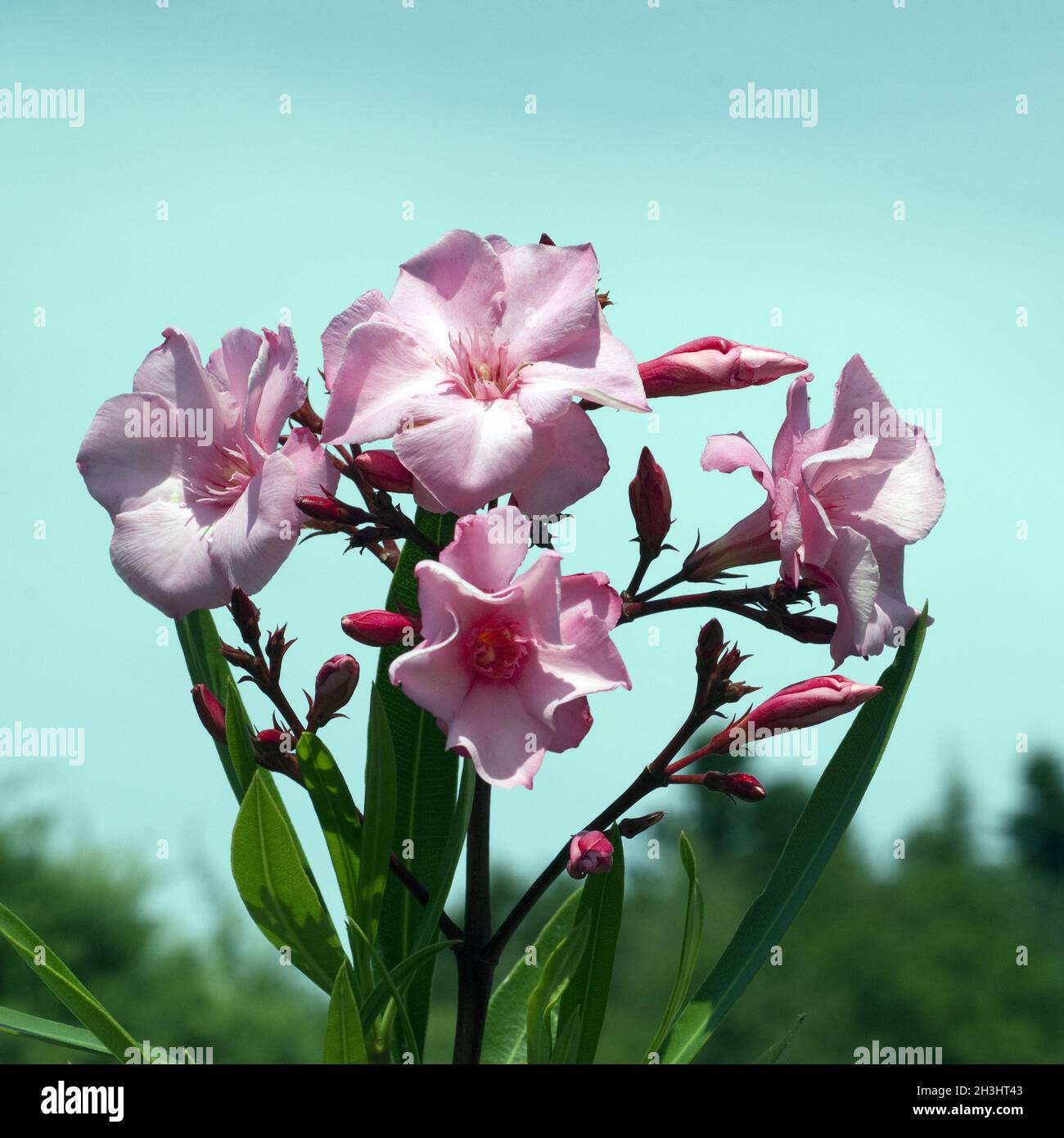 Oleander; Nerium; Oleander; Poisonous plant; Wild plants Stock Photo ...