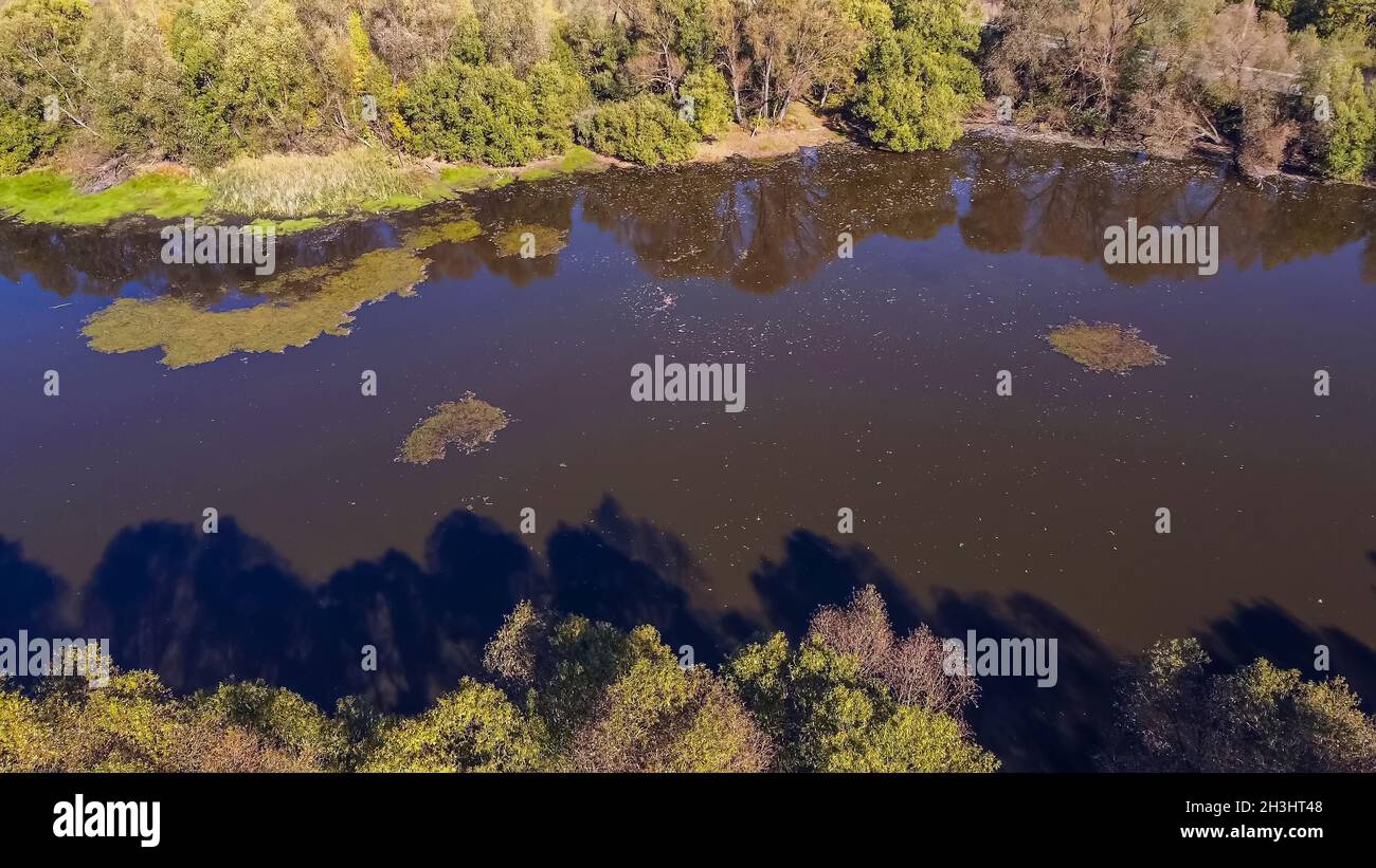 top view of the swamp of dirty pond water and lake with trees around ...