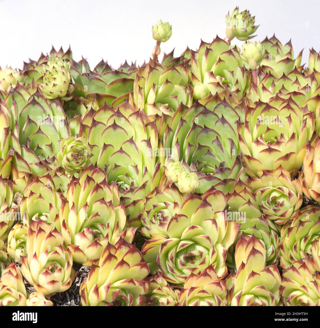 Houseleek; roofleek; Sempervivum, tectorum Stock Photo - Alamy