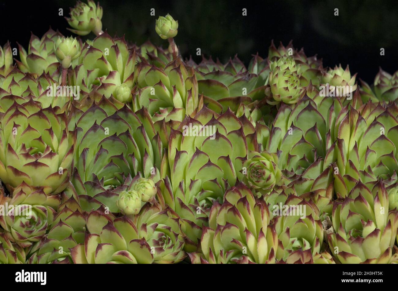 Houseleek; roofleek; Sempervivum, tectorum Stock Photo - Alamy