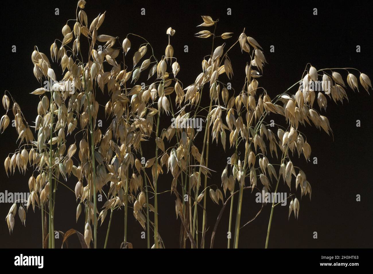 Oats; Avena; sativa; oat grain Stock Photo - Alamy