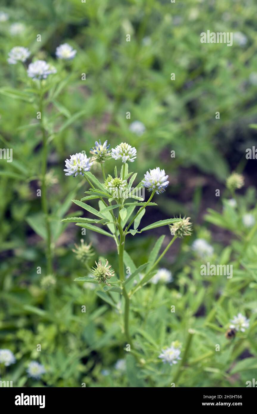 Blue melilot hi-res stock photography and images - Alamy