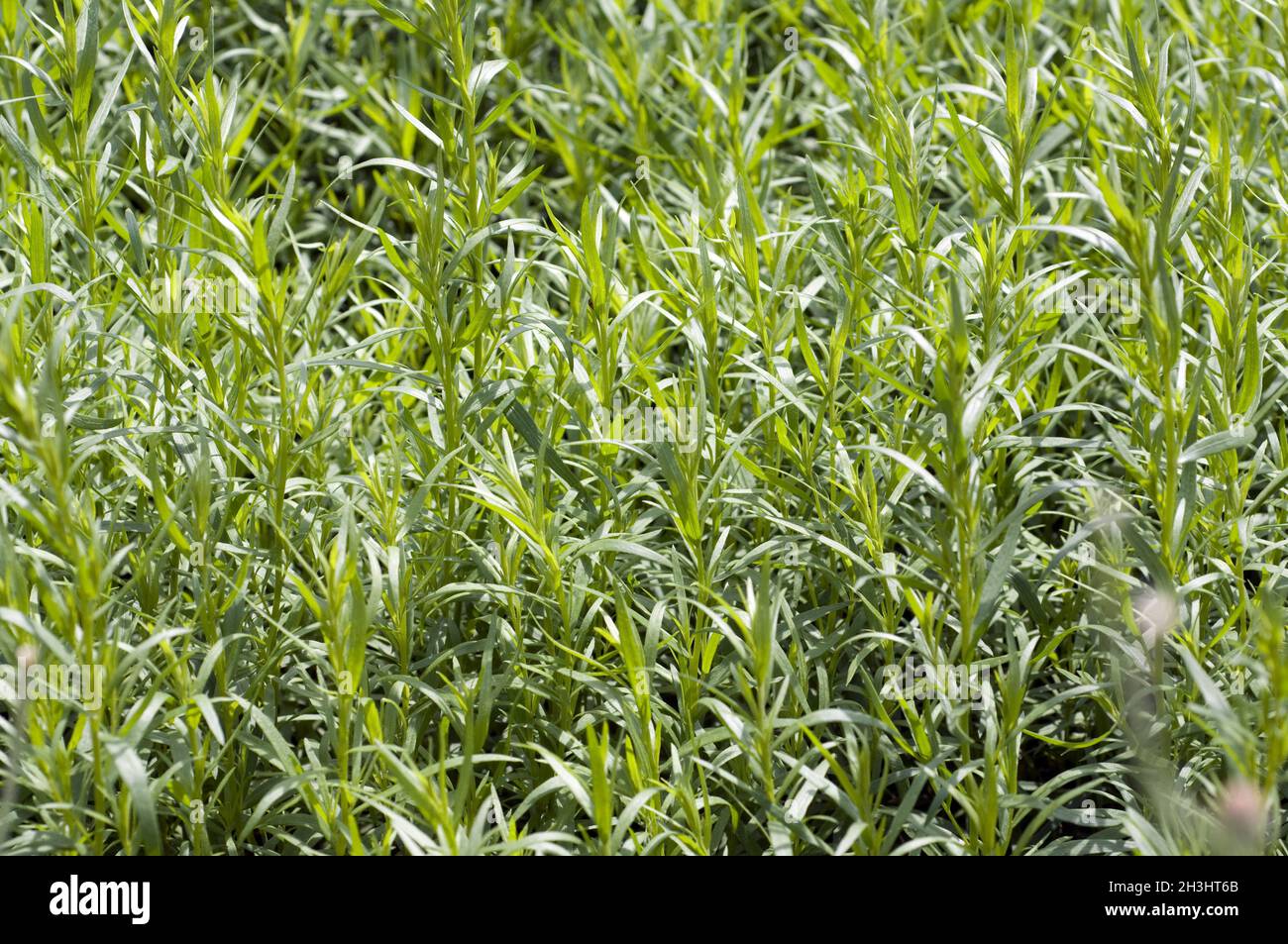 Estragon garden hi-res stock photography and images - Alamy