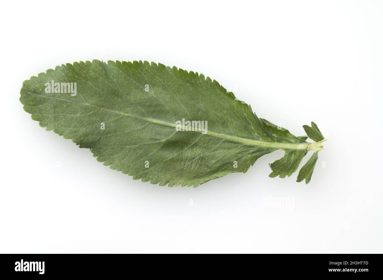 Balsam herb, lady's mint, chrysanthemum, tanacetum, balsamita, lady's ...