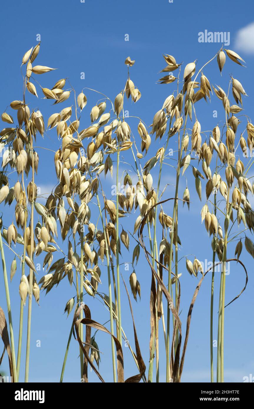 Oats; Avena; sativa; oat grain Stock Photo - Alamy