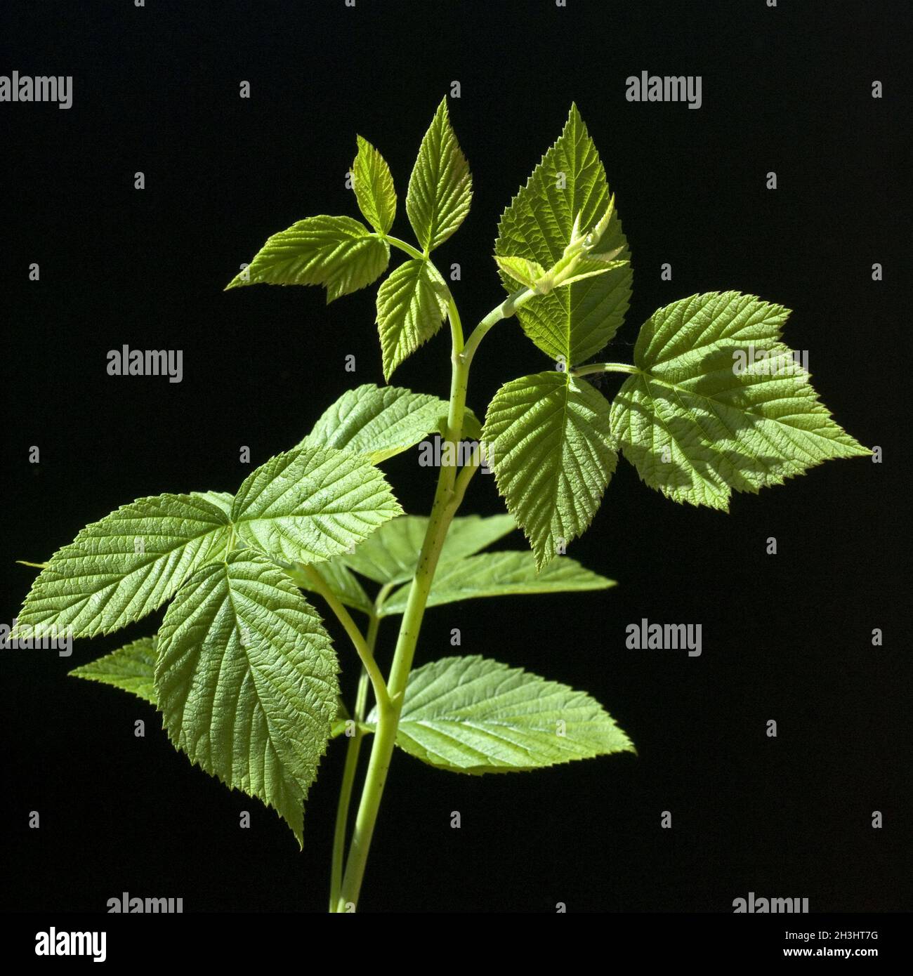 Raspberry leaflet, Rubus, idaeus Stock Photo - Alamy
