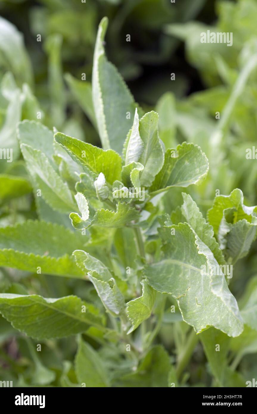 Balsam herb, lady's mint, chrysanthemum, tanacetum, balsamita, lady's ...