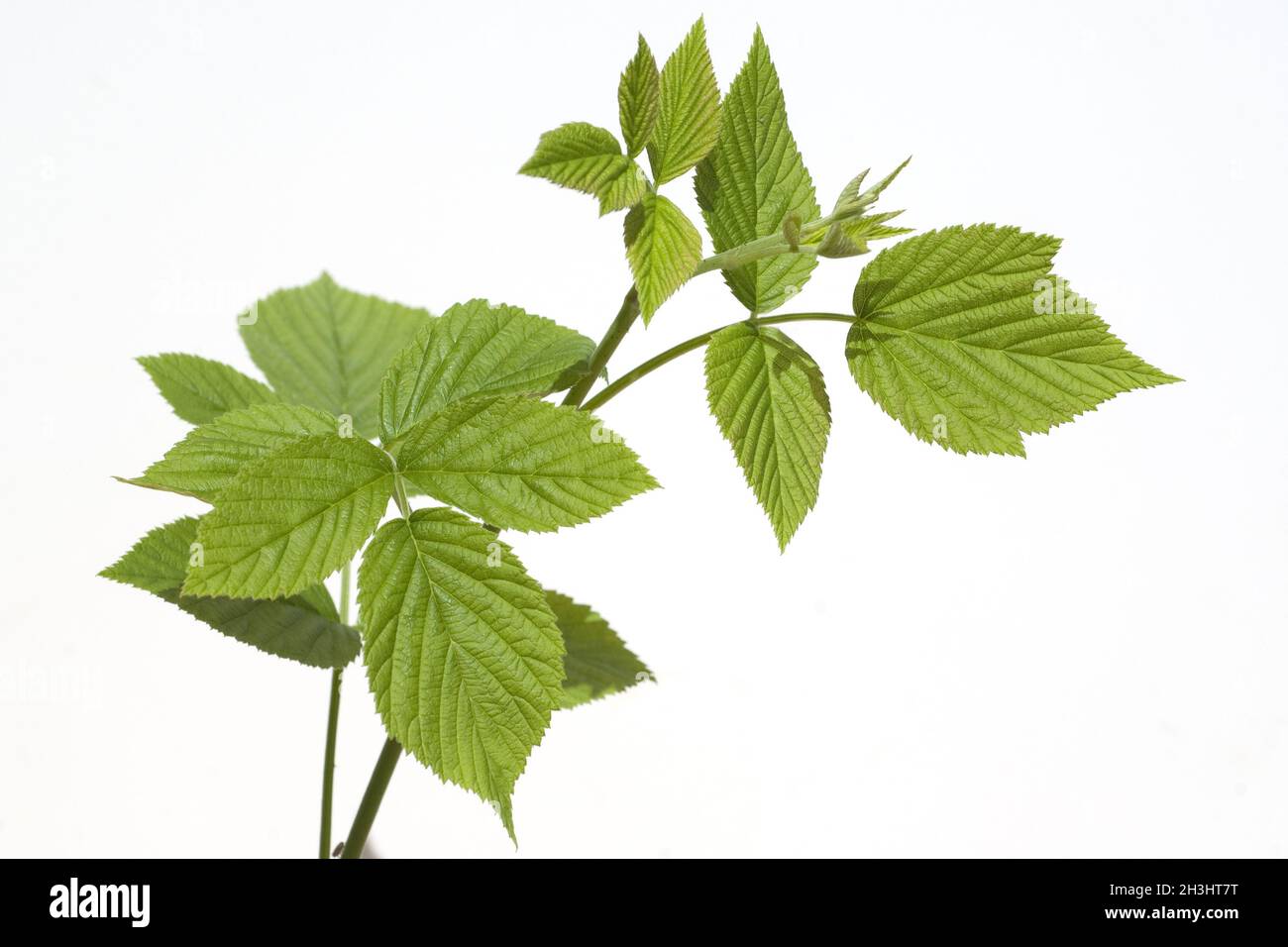 Raspberry leaflet, Rubus, idaeus Stock Photo - Alamy