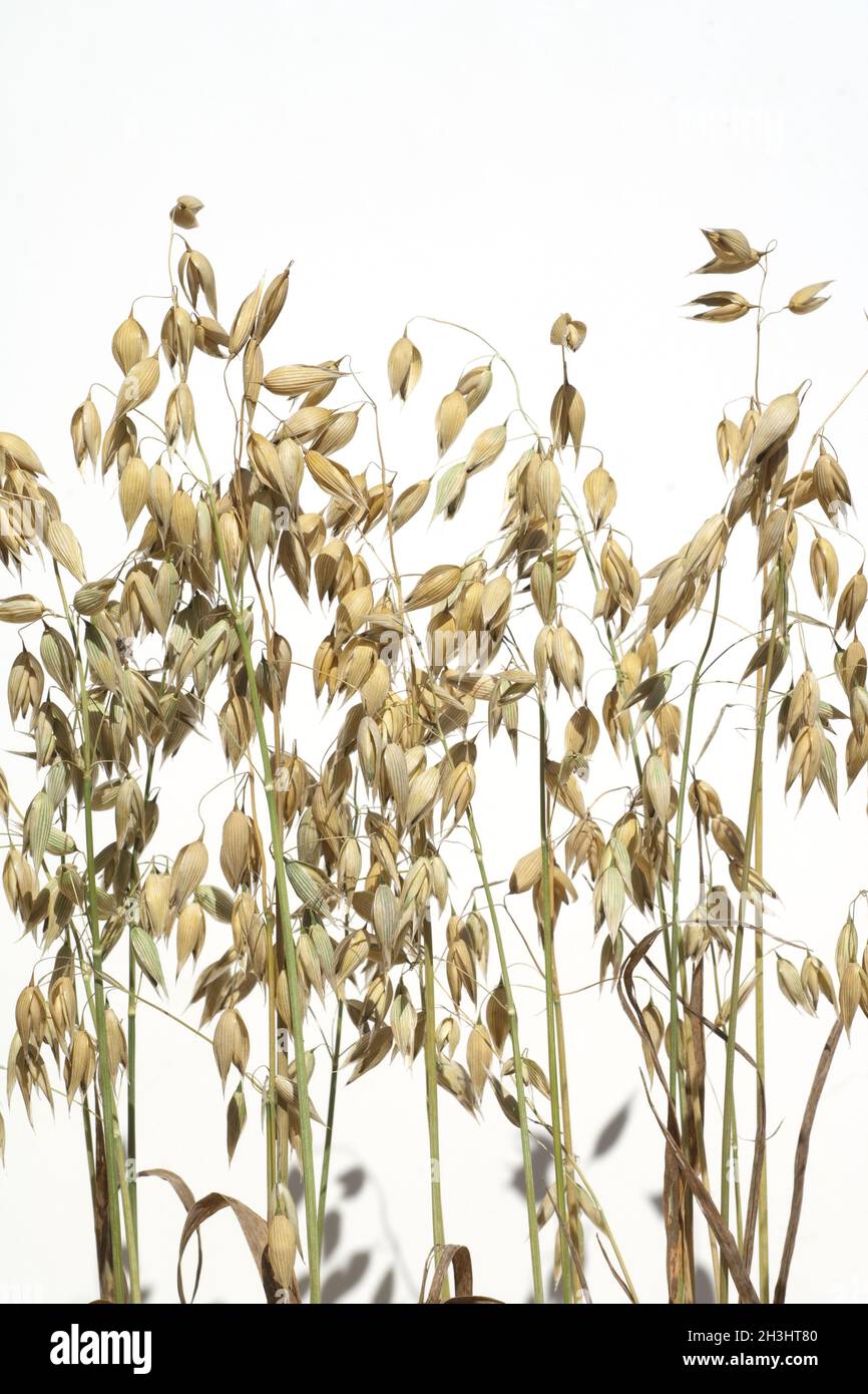 Oats; Avena; sativa; oat grain Stock Photo - Alamy