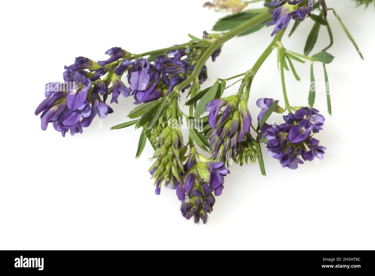 Medicago seed hi-res stock photography and images - Alamy