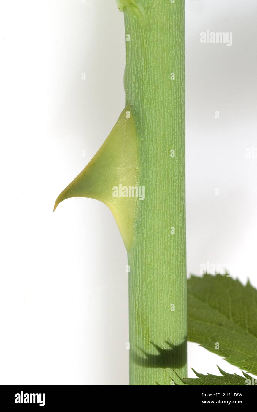 Rose spines hi-res stock photography and images - Alamy