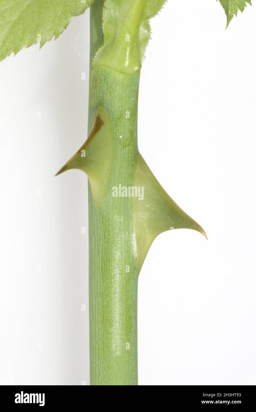 Woody spines hi-res stock photography and images - Alamy
