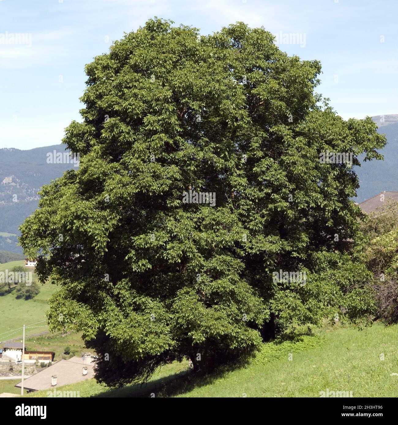 Walnut tree, walnut; Juglans; regia Stock Photo - Alamy