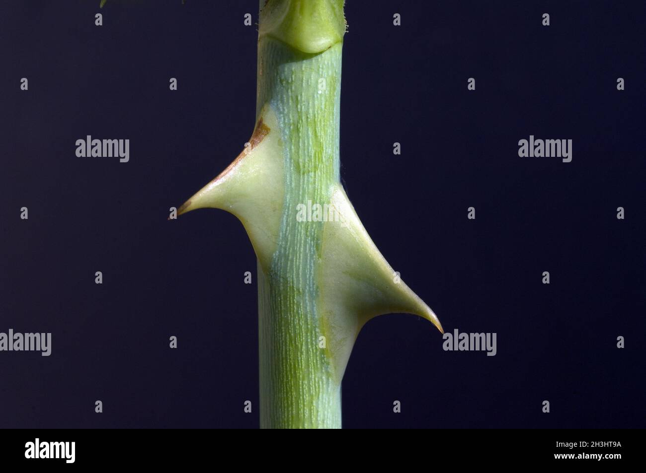 Rose spines hi-res stock photography and images - Alamy